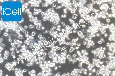 MC38+luc 小鼠结肠癌细胞稳定表达荧光素酶-原代细胞-STR细胞-细胞培养基-镜像绮点生物