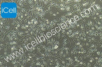 MDA-MB-231+GFP 人乳腺癌细胞+GFP-原代细胞-STR细胞-细胞培养基-镜像绮点生物