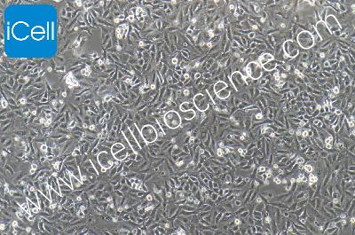 A549+luc 人肺癌细胞+luc-原代细胞-STR细胞-细胞培养基-镜像绮点生物