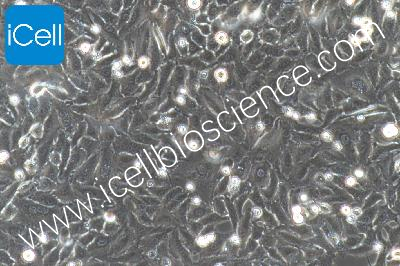 A549+luc 人肺癌细胞+luc-原代细胞-STR细胞-细胞培养基-镜像绮点生物