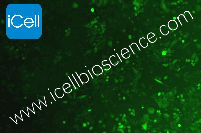 A2780+GFP 人卵巢癌细胞+GFP-原代细胞-STR细胞-细胞培养基-镜像绮点生物