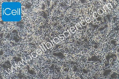 CT26+luc 小鼠结肠癌细胞荧光素酶标记-原代细胞-STR细胞-细胞培养基-镜像绮点生物