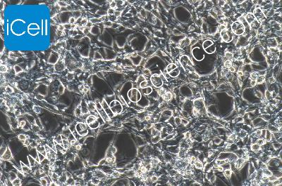 CT26+luc 小鼠结肠癌细胞荧光素酶标记-原代细胞-STR细胞-细胞培养基-镜像绮点生物