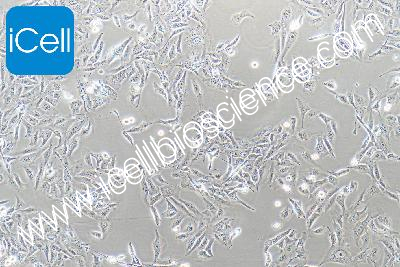 U2OS 人骨肉瘤细胞-原代细胞-STR细胞-细胞培养基-镜像绮点生物