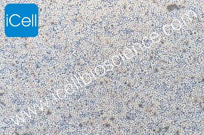 Sp2/O 小鼠骨髓瘤细胞-原代细胞-STR细胞-细胞培养基-镜像绮点生物