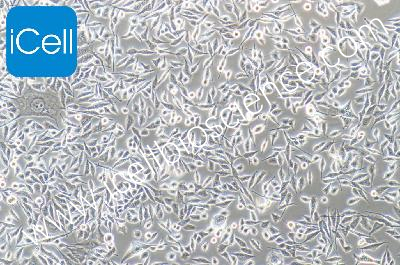 PC-3 人前列腺癌细胞-原代细胞-STR细胞-细胞培养基-镜像绮点生物