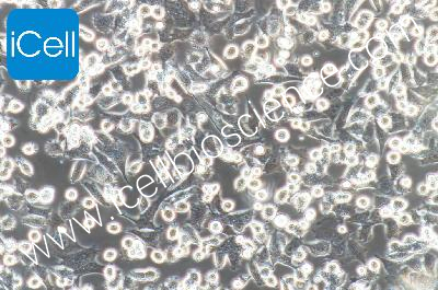 PATU 8988t 人胰腺癌细胞-原代细胞-STR细胞-细胞培养基-镜像绮点生物