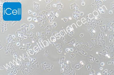MCF-7/adr 人乳腺癌阿霉素耐药细胞株-原代细胞-STR细胞-细胞培养基-镜像绮点生物