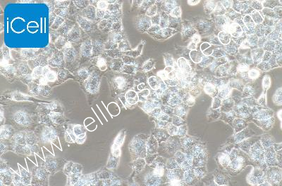 L-O2人正常肝细胞-原代细胞-STR细胞-细胞培养基-镜像绮点生物