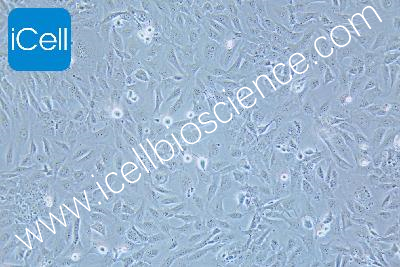 AC16 人心肌细胞-原代细胞-STR细胞-细胞培养基-镜像绮点生物
