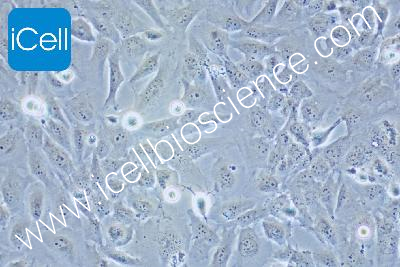 AC16 人心肌细胞-原代细胞-STR细胞-细胞培养基-镜像绮点生物