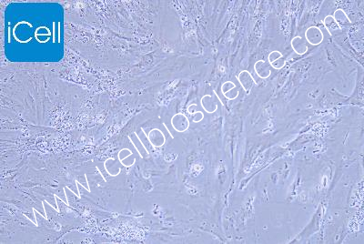CCD841 CON 人正常结肠上皮细胞（有限细胞系）(暂不提供）-原代细胞-STR细胞-细胞培养基-镜像绮点生物