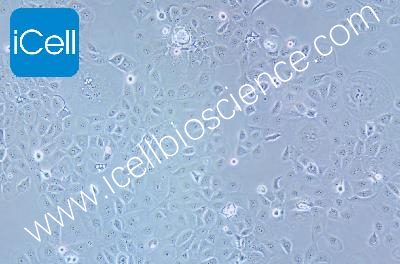 HCC1937 人乳腺癌细胞-原代细胞-STR细胞-细胞培养基-镜像绮点生物