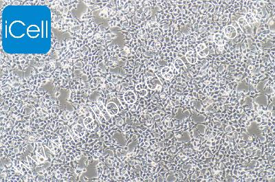 Hkb20 人肾上皮细胞-原代细胞-STR细胞-细胞培养基-镜像绮点生物