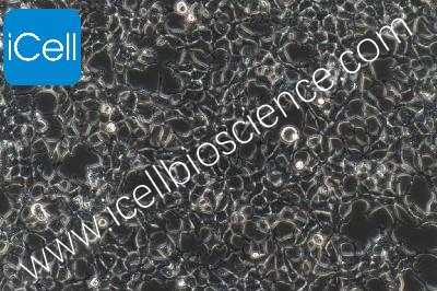 Hkb20 人肾上皮细胞-原代细胞-STR细胞-细胞培养基-镜像绮点生物