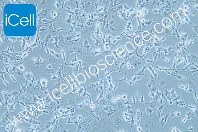 Hs746T 人胃癌细胞-原代细胞-STR细胞-细胞培养基-镜像绮点生物