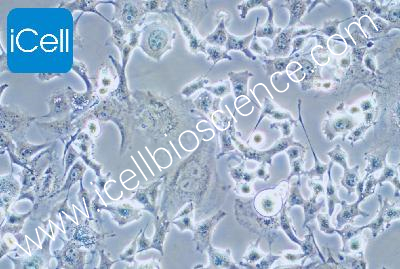 Hs746T 人胃癌细胞-原代细胞-STR细胞-细胞培养基-镜像绮点生物