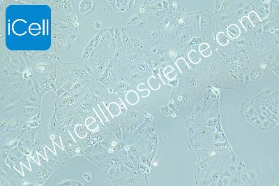 HuH-6 人肝母细胞瘤细胞-原代细胞-STR细胞-细胞培养基-镜像绮点生物