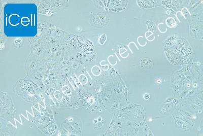 HuH-6 人肝母细胞瘤细胞-原代细胞-STR细胞-细胞培养基-镜像绮点生物