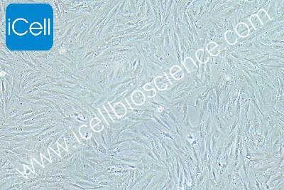 KGN 人卵巢颗粒细胞瘤细胞-原代细胞-STR细胞-细胞培养基-镜像绮点生物