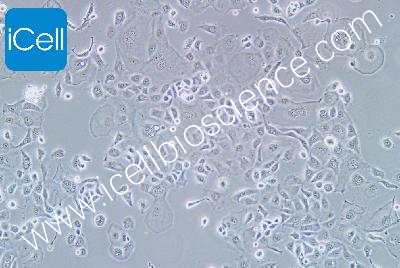 KLE 人子宫内膜癌细胞-原代细胞-STR细胞-细胞培养基-镜像绮点生物