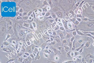 KLE 人子宫内膜癌细胞-原代细胞-STR细胞-细胞培养基-镜像绮点生物