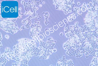 LS180 人结肠癌细胞（暂不提供）-Human colon cancer cell | EIAab