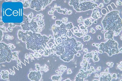 LS513 人结直肠癌细胞-原代细胞-STR细胞-细胞培养基-镜像绮点生物