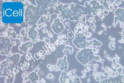 LS513 人结直肠癌细胞-原代细胞-STR细胞-细胞培养基-镜像绮点生物