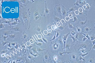 MDA-MB-157 人乳腺癌细胞-原代细胞-STR细胞-细胞培养基-镜像绮点生物