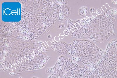 MKN-74 人胃癌细胞-原代细胞-STR细胞-细胞培养基-赛百慷生物