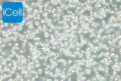 MM.1S 人多发性骨髓瘤细胞-原代细胞-STR细胞-细胞培养基-镜像绮点生物