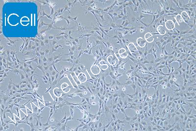 MPC-5 小鼠肾足细胞-原代细胞-STR细胞-细胞培养基-镜像绮点生物