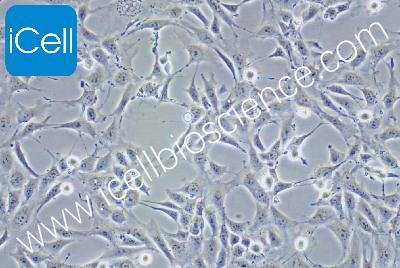MPC-5 小鼠肾足细胞-原代细胞-STR细胞-细胞培养基-镜像绮点生物