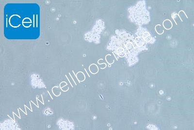 NCI-H524 人非小细胞肺癌细胞-原代细胞-STR细胞-细胞培养基-镜像绮点生物