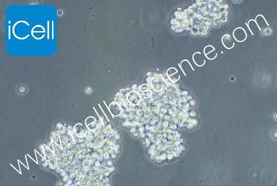 NCI-H524 人非小细胞肺癌细胞-原代细胞-STR细胞-细胞培养基-镜像绮点生物