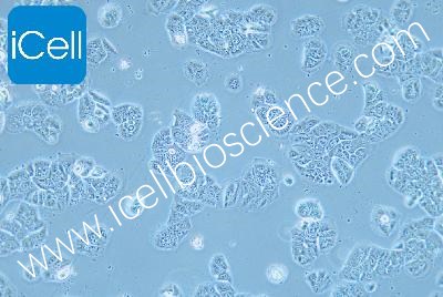 NCI-H1437 人肺癌细胞-Human lung cancer cells | EIAab