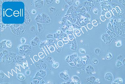 NCI-H1437 人肺癌细胞-Human lung cancer cells | EIAab
