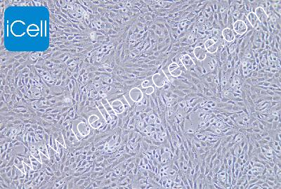 NRK-49F 正常大鼠肾细胞-原代细胞-STR细胞-细胞培养基-镜像绮点生物
