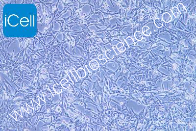 PANC02 小鼠胰腺癌细胞-原代细胞-STR细胞-细胞培养基-镜像绮点生物