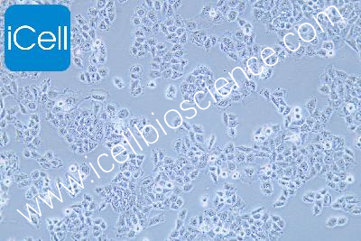 PANC 03.27 人胰腺癌细胞-原代细胞-STR细胞-细胞培养基-镜像绮点生物