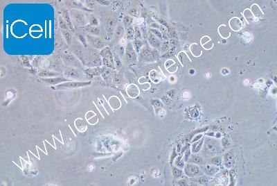 PANC 03.27 人胰腺癌细胞-原代细胞-STR细胞-细胞培养基-镜像绮点生物