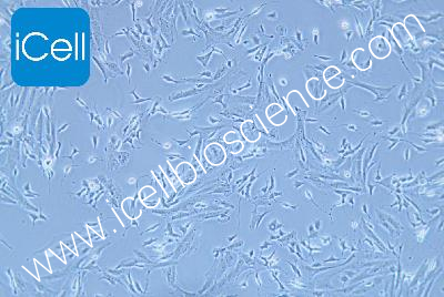 SK-N-SH 人神经母细胞瘤细胞-原代细胞-STR细胞-细胞培养基-镜像绮点生物