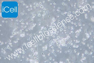 D341 Med 人脑髓母细胞瘤细胞-原代细胞-STR细胞-细胞培养基-镜像绮点生物
