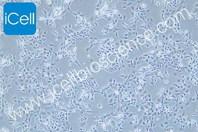 HET-1A 人食管上皮细胞-原代细胞-STR细胞-细胞培养基-镜像绮点生物