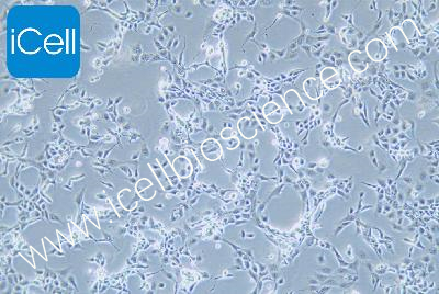 HET-1A 人食管上皮细胞-原代细胞-STR细胞-细胞培养基-镜像绮点生物