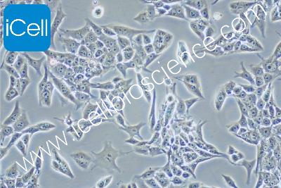 RENCA 小鼠肾癌细胞-原代细胞-STR细胞-细胞培养基-镜像绮点生物