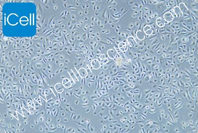RWPE-1 人正常前列腺上皮细胞-原代细胞-STR细胞-细胞培养基-镜像绮点生物