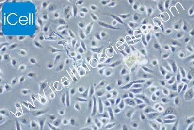 RWPE-1 人正常前列腺上皮细胞-原代细胞-STR细胞-细胞培养基-镜像绮点生物