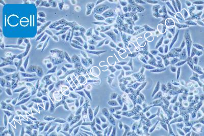 SW620/5FU 人结直肠癌细胞氟尿嘧啶耐药株（暂不提供）-原代细胞-STR细胞-细胞培养基-镜像绮点生物